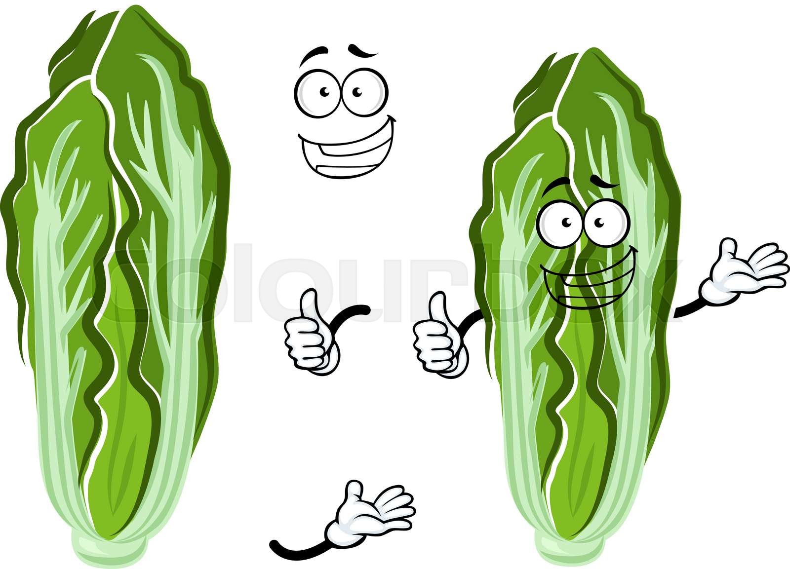 Cartoon happy chinese cabbage vegetable | Stock vector | Colourbox