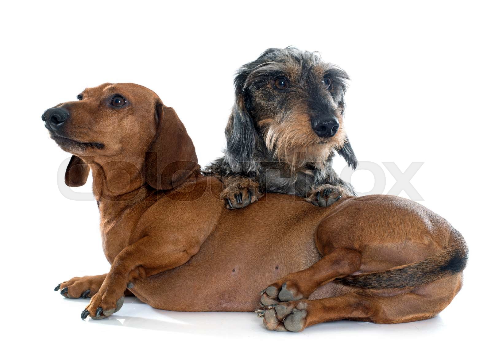two young dachshunds | Stock image | Colourbox