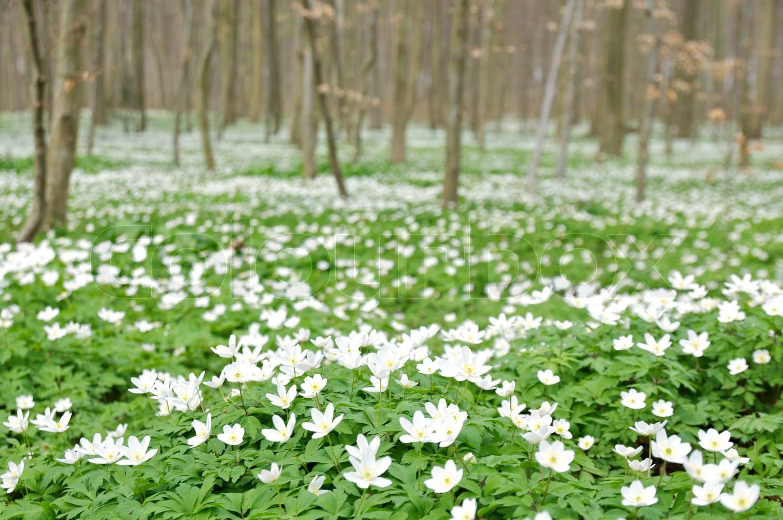 early spring flowers in scandinavian forest | Stock foto | Colourbox