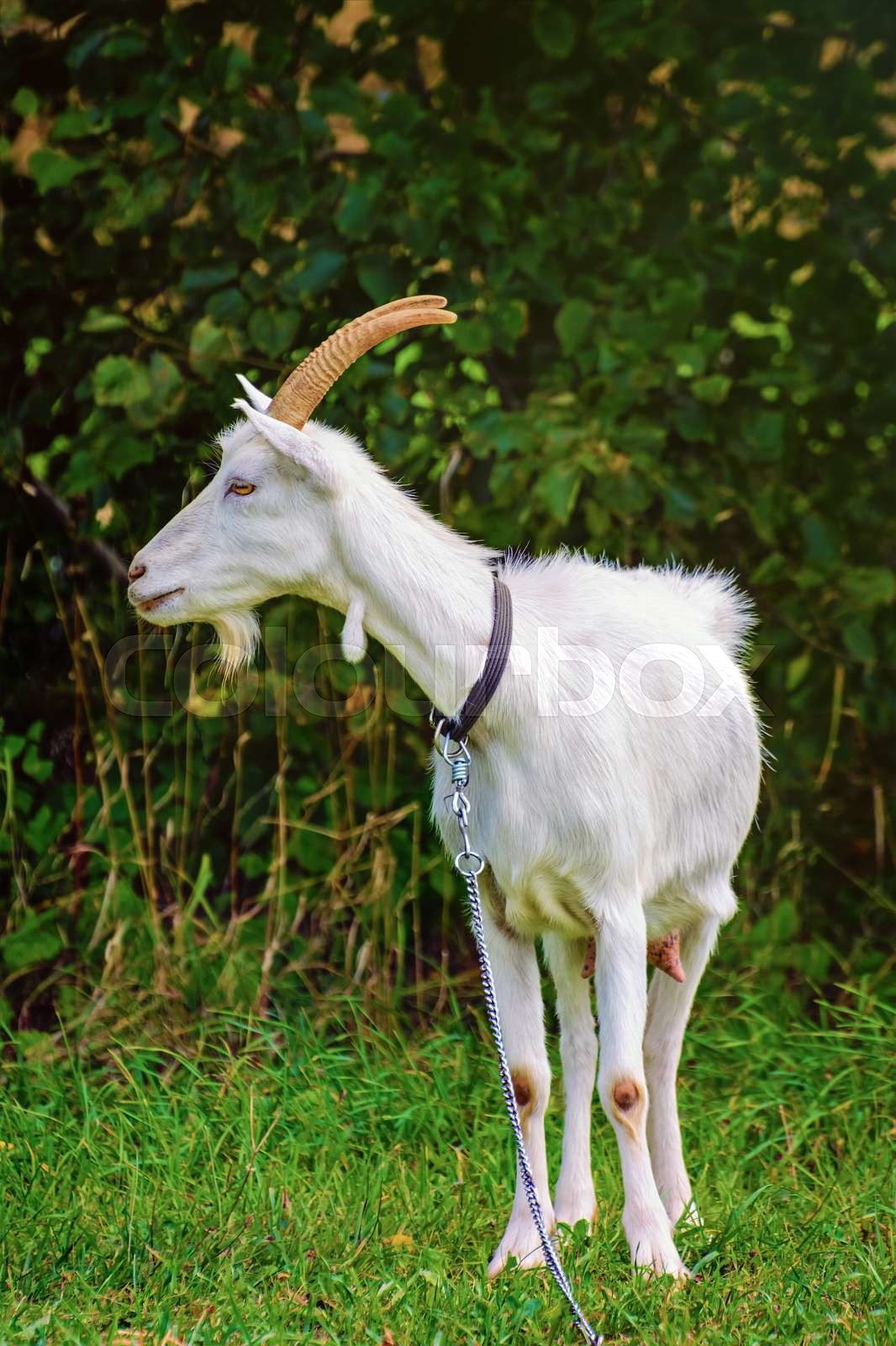 Goat on the Leash | Stock image | Colourbox