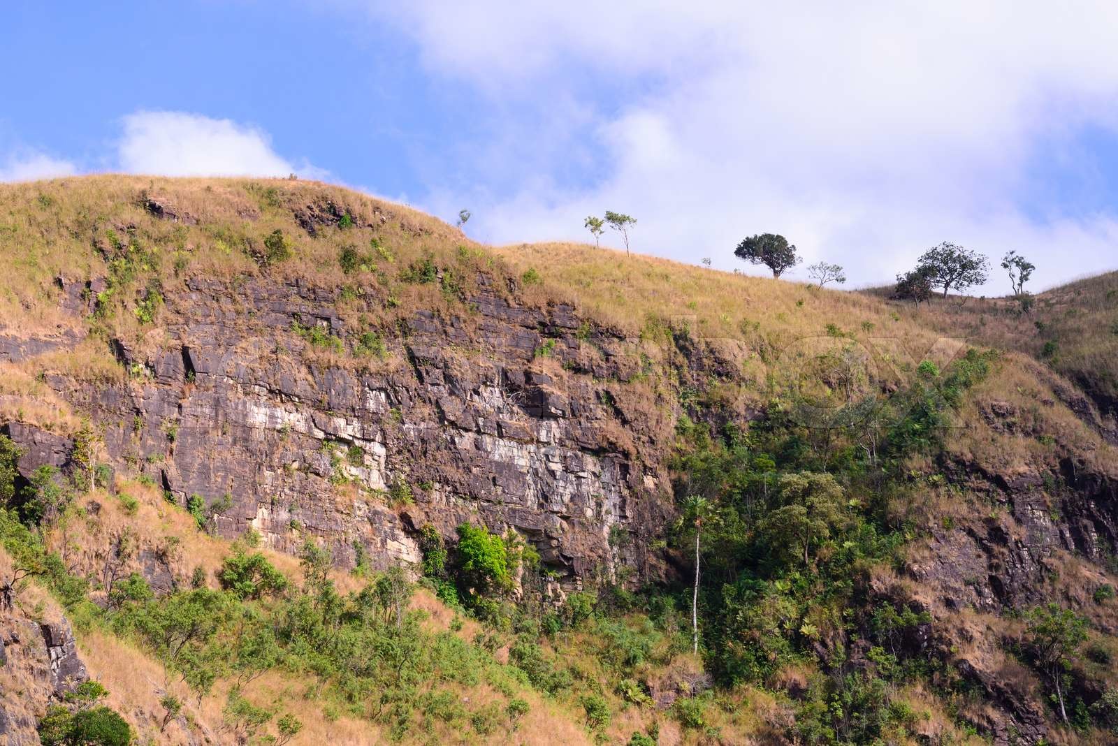 Beautiful tropical forest landscape in desertification area. | Stock ...