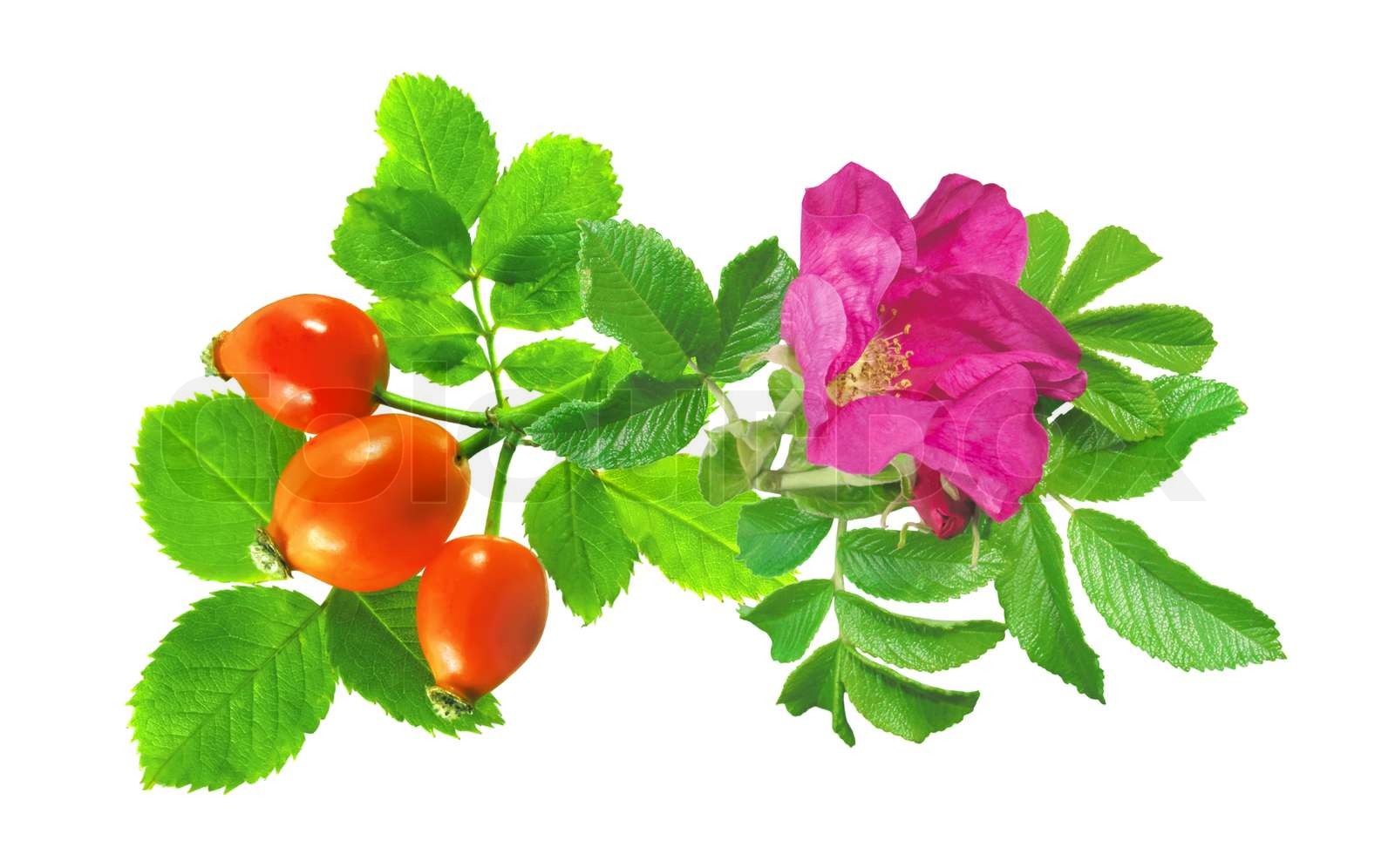 Hund hyben og blomster isoleret på hvid baggrund | Stock foto | Colourbox