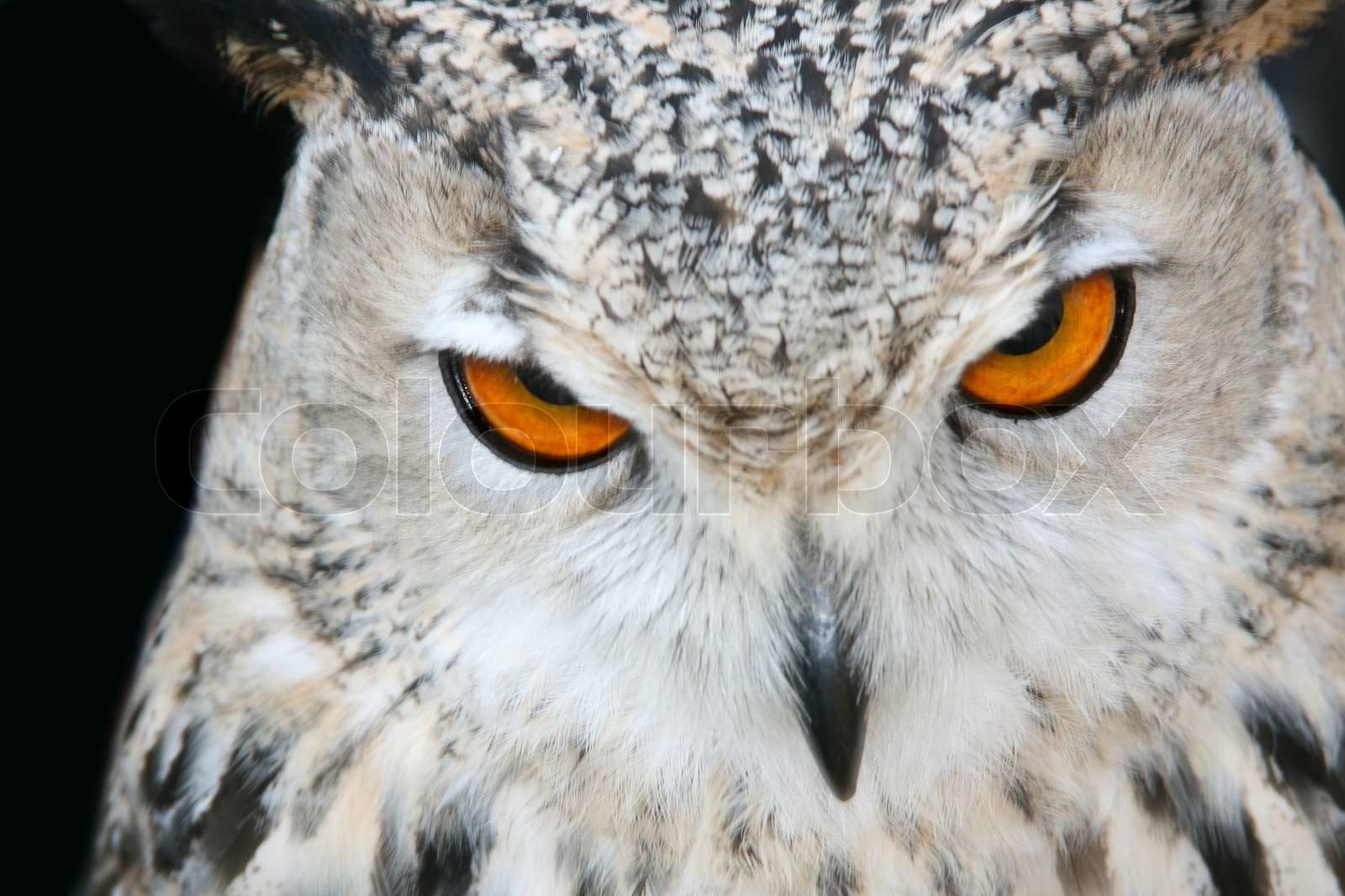 Eule Vogel Kopf | Stock Bild | Colourbox