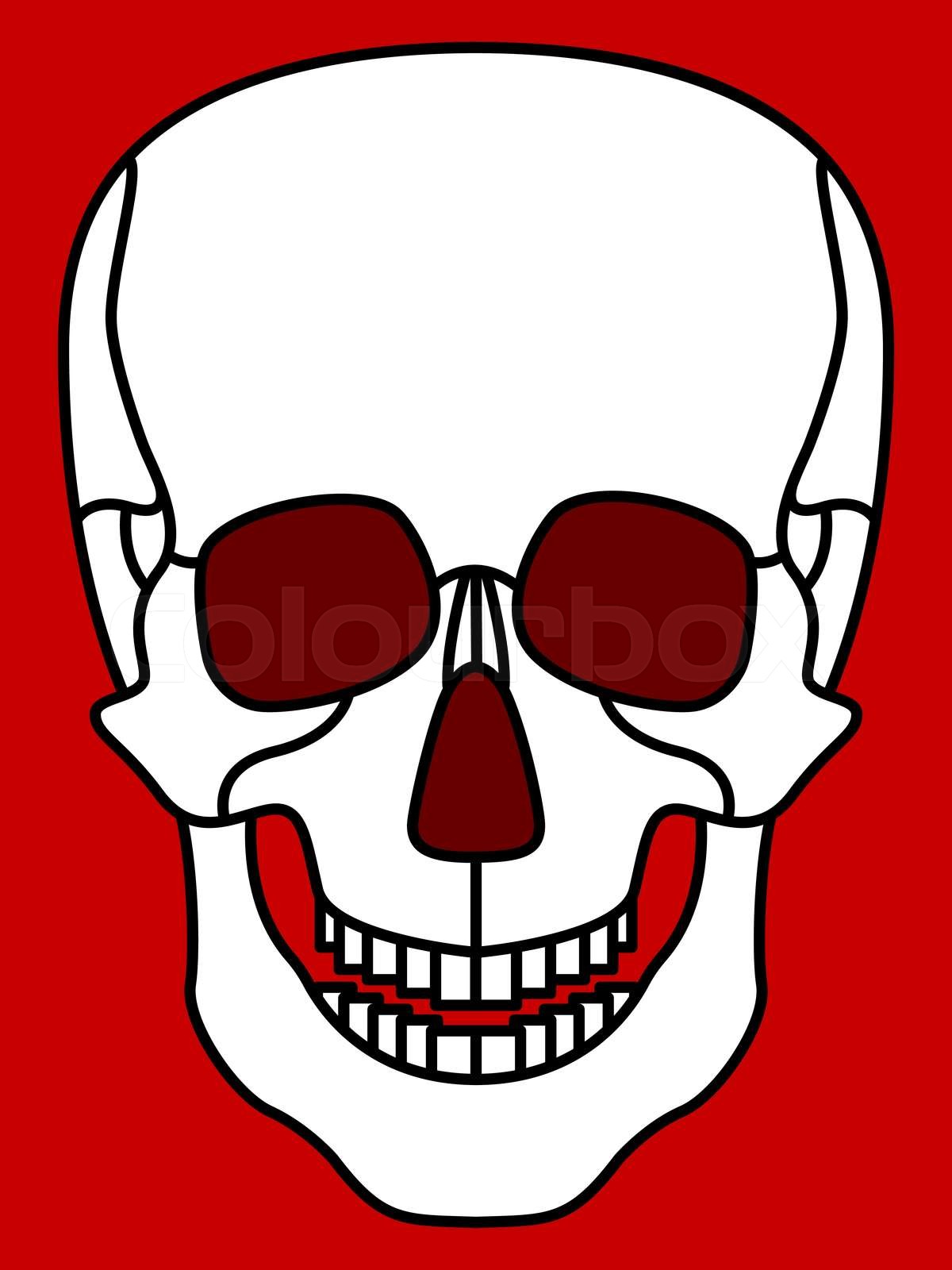 kranium, anatomi, uhyggelig | Stock vektor | Colourbox