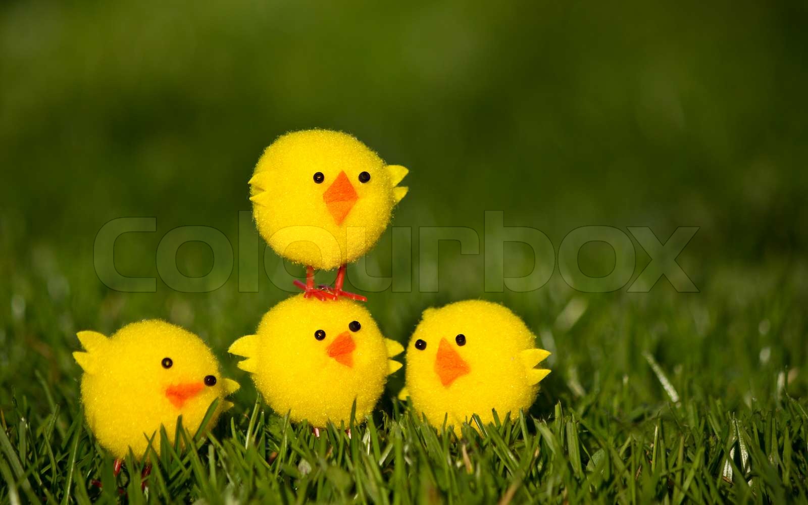 Påske kyllinger i græs | Stock foto | Colourbox
