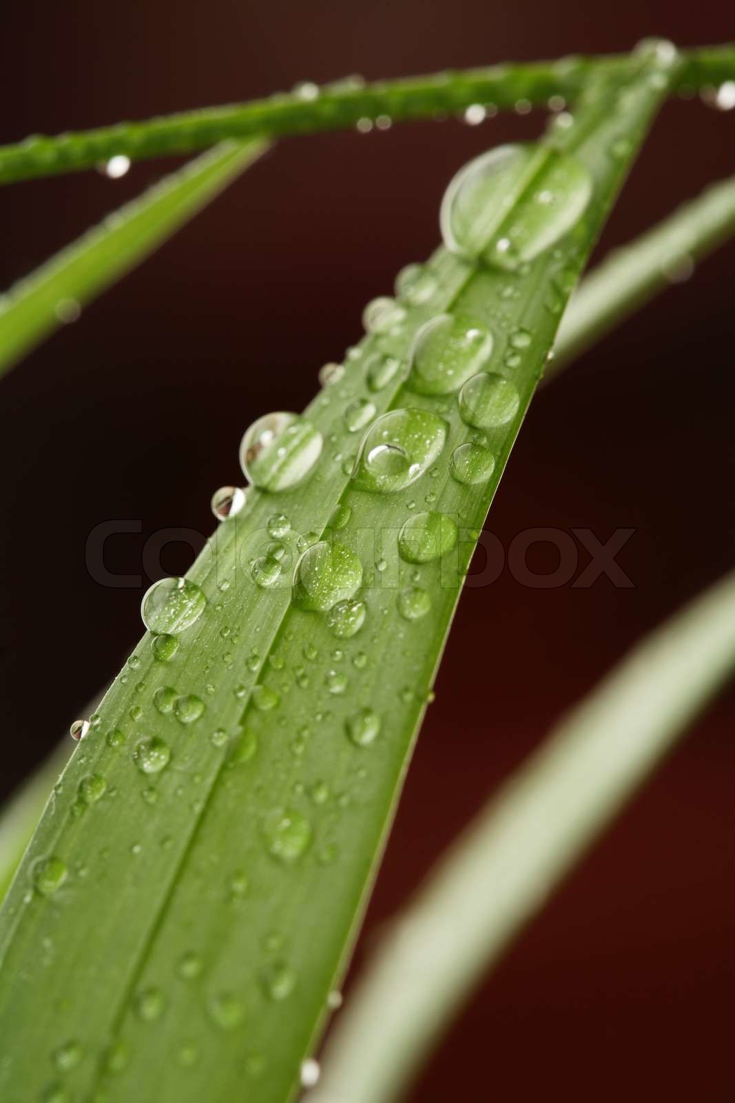 Wassertropfen auf einem Blatt | Stock Bild | Colourbox