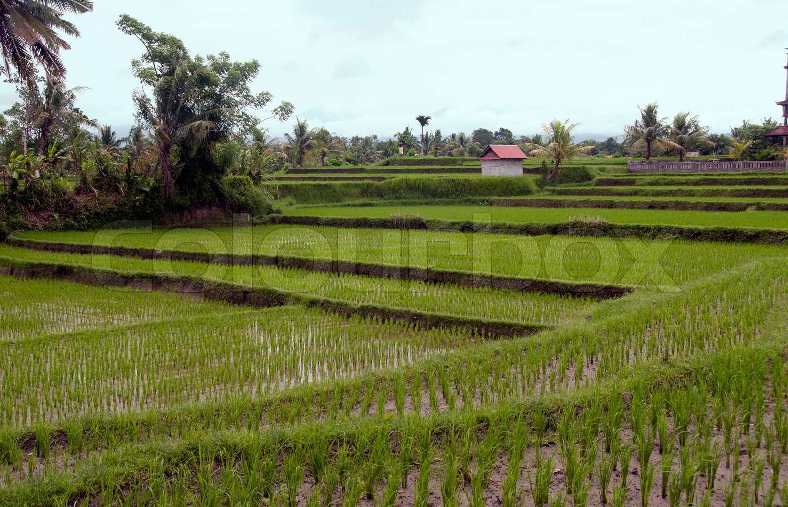 sawa rice fields in indonesia island bali | Stock image | Colourbox