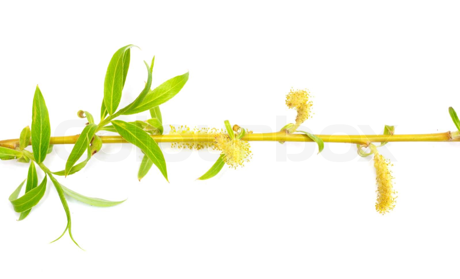 blomstrende på den hvide pil | Stock foto | Colourbox