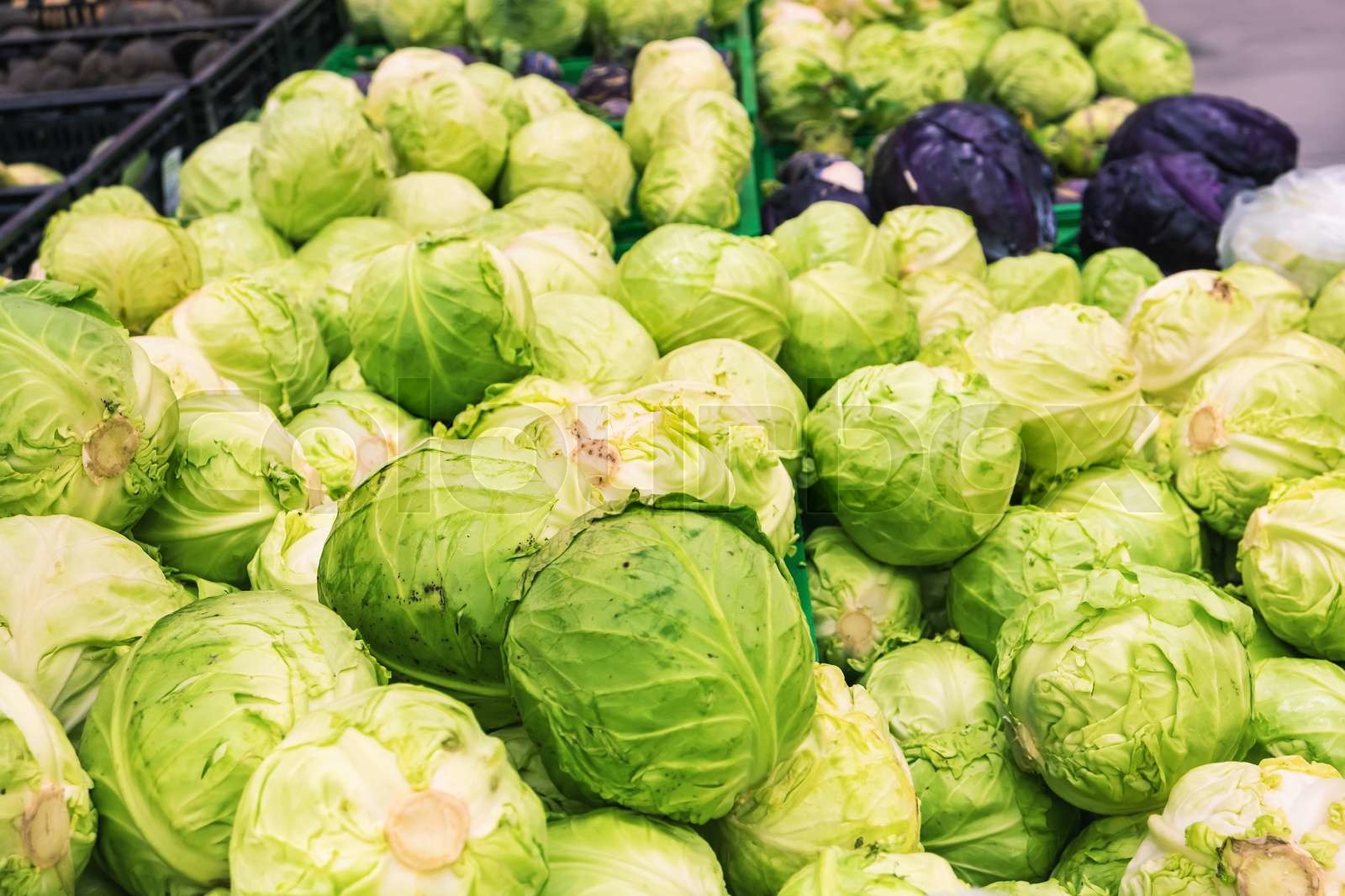 Fresh cabbage at farmers market | Stock image | Colourbox