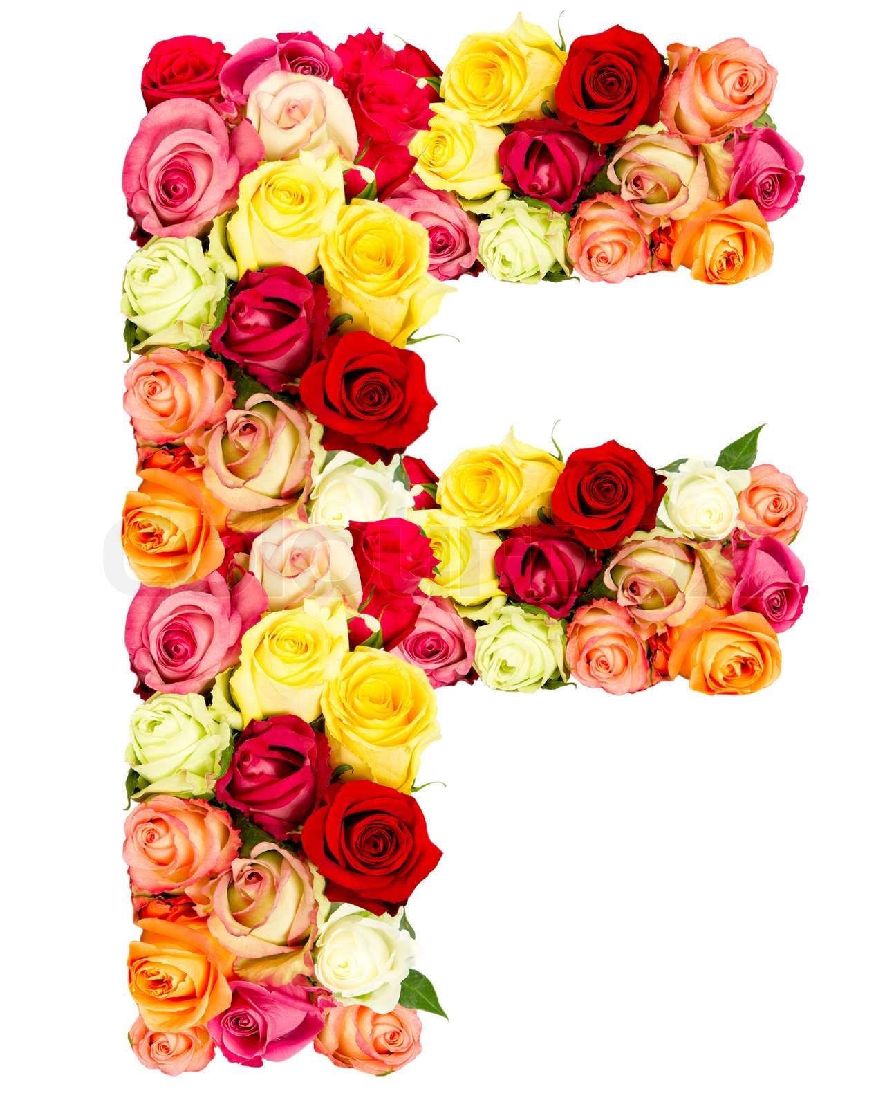 F, roses flower alphabet isolated on white | Stock image | Colourbox