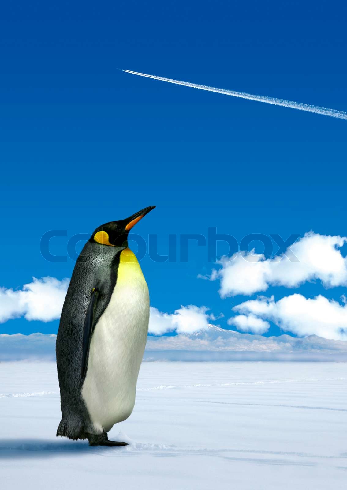 Penguin wondering jet airplane trail on Antarctica sky | Stock image ...