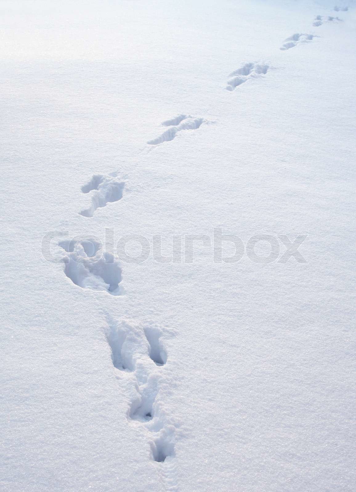 Rabbit footprint trail in newly fallen white winter snow | Stock image ...