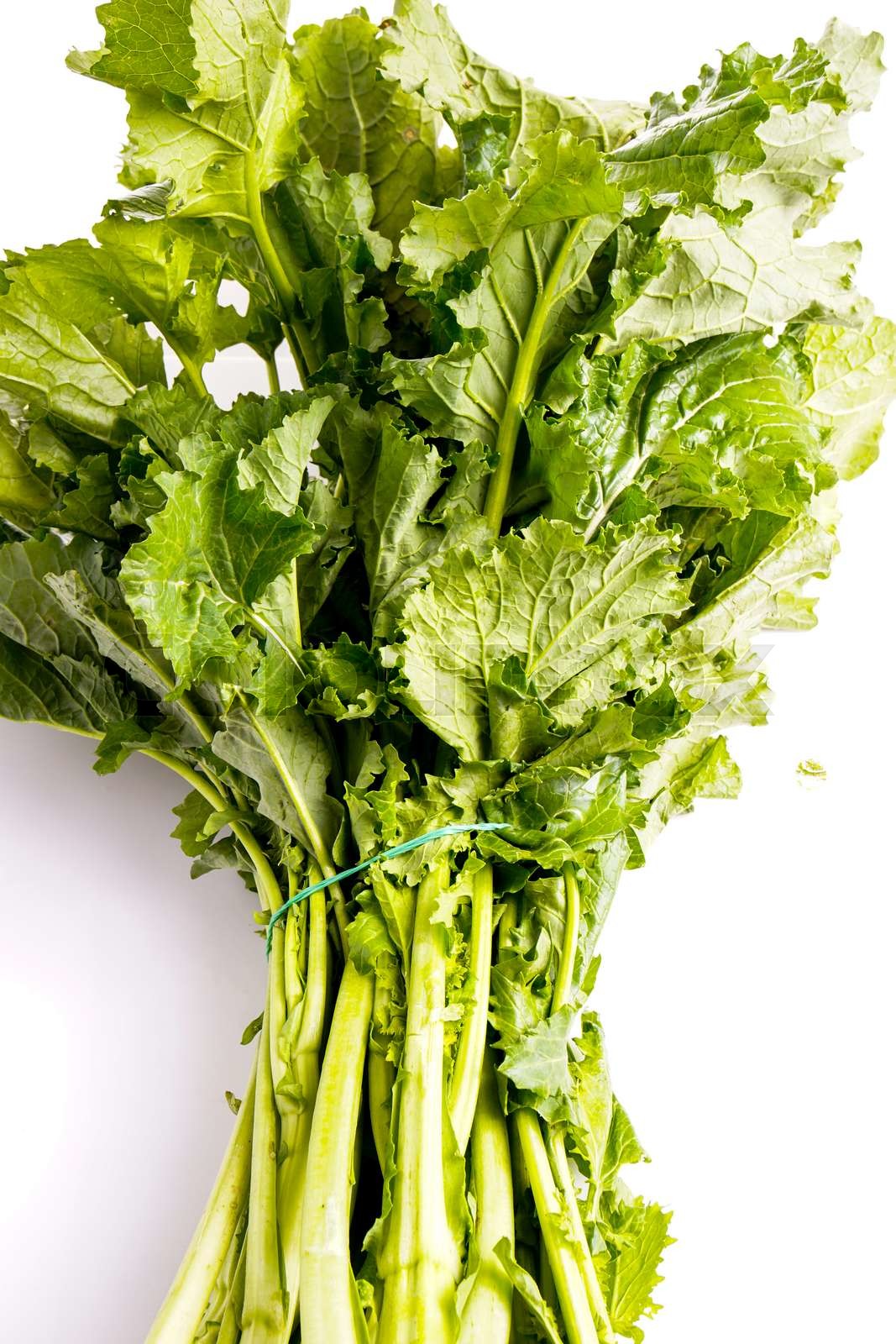 Cime De Rapa, Turnip Greens | Stock image | Colourbox Cime De Rapa, Turnip Greens | Stock image | Colourbox