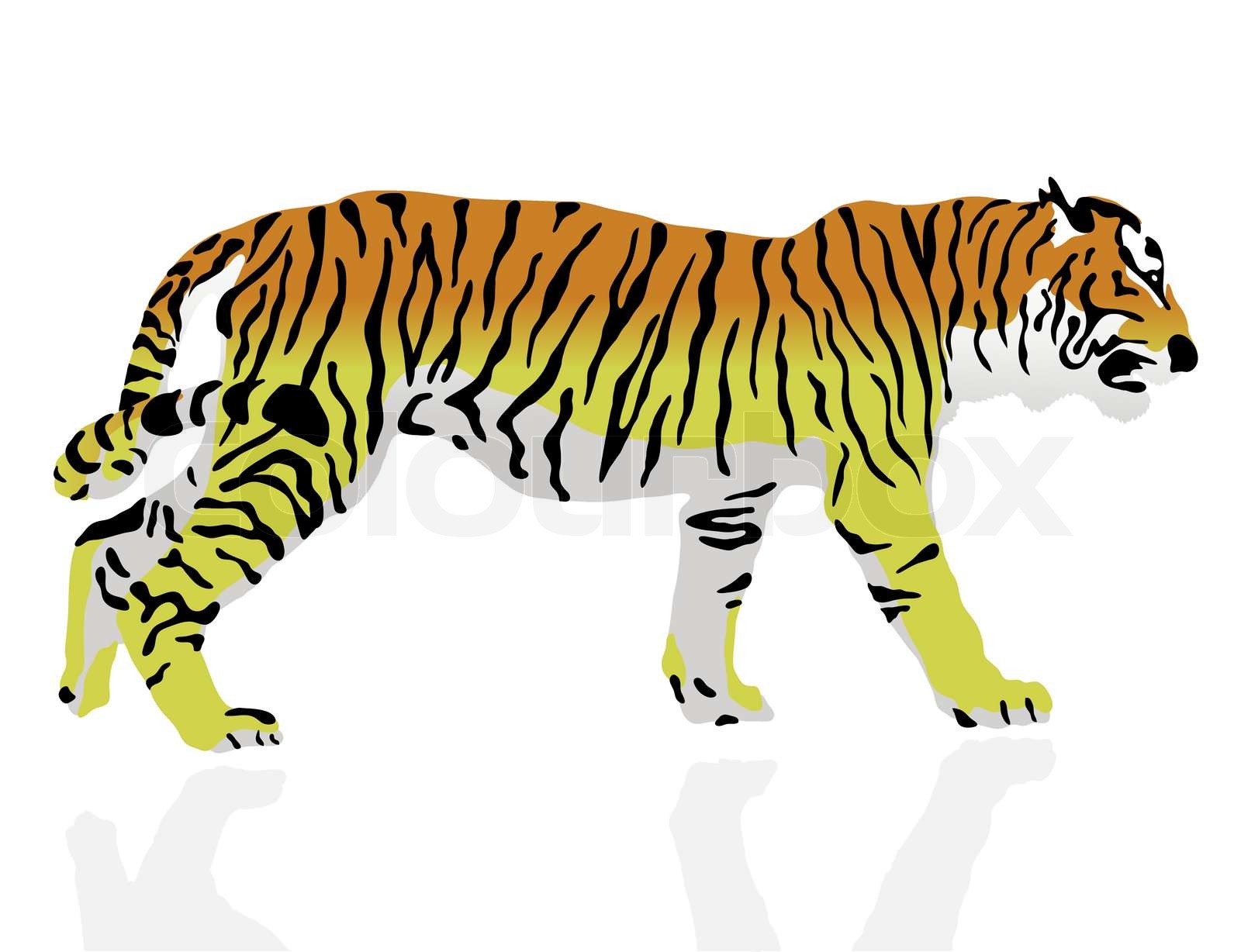 carnivore, tiger, vector | Stock vector | Colourbox