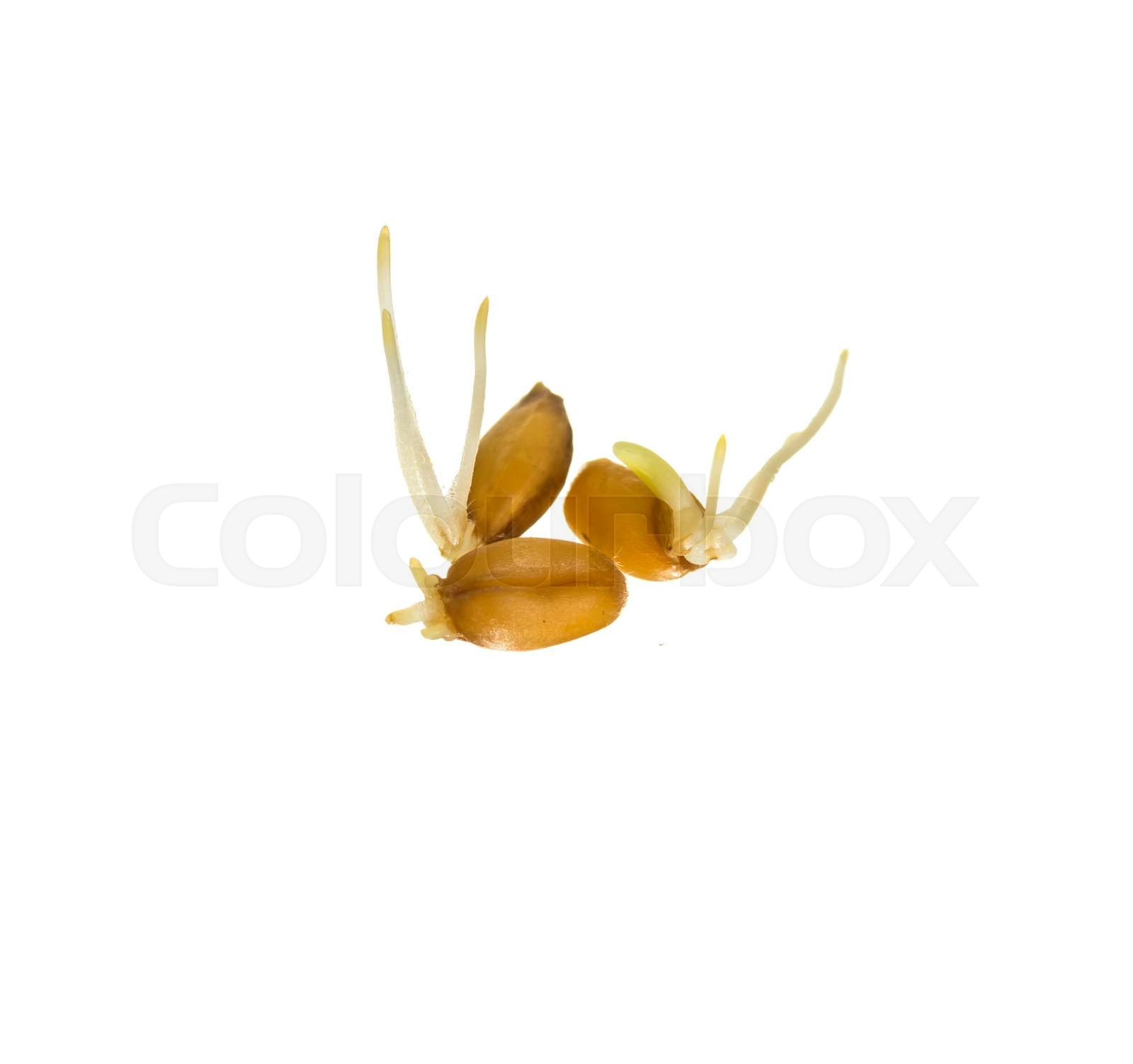 Grains of wheat germ isolated | Stock image | Colourbox