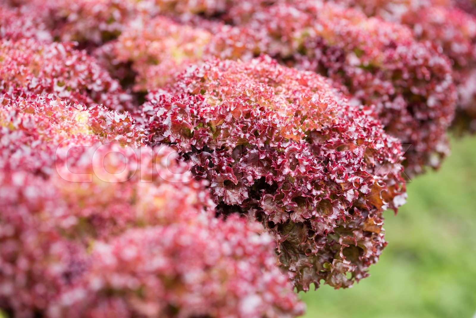 Hydroponic red coral lettuce vegetable | Stock image | Colourbox
