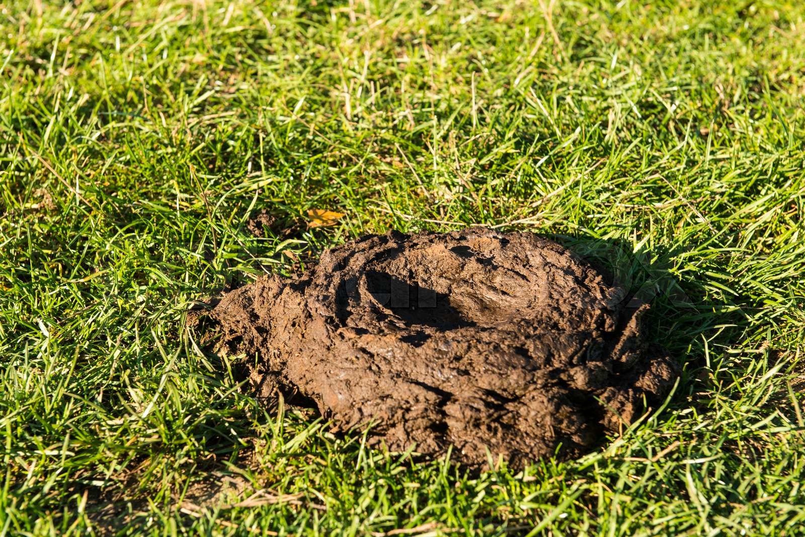 Kokasse eller kolort | Stock foto | Colourbox