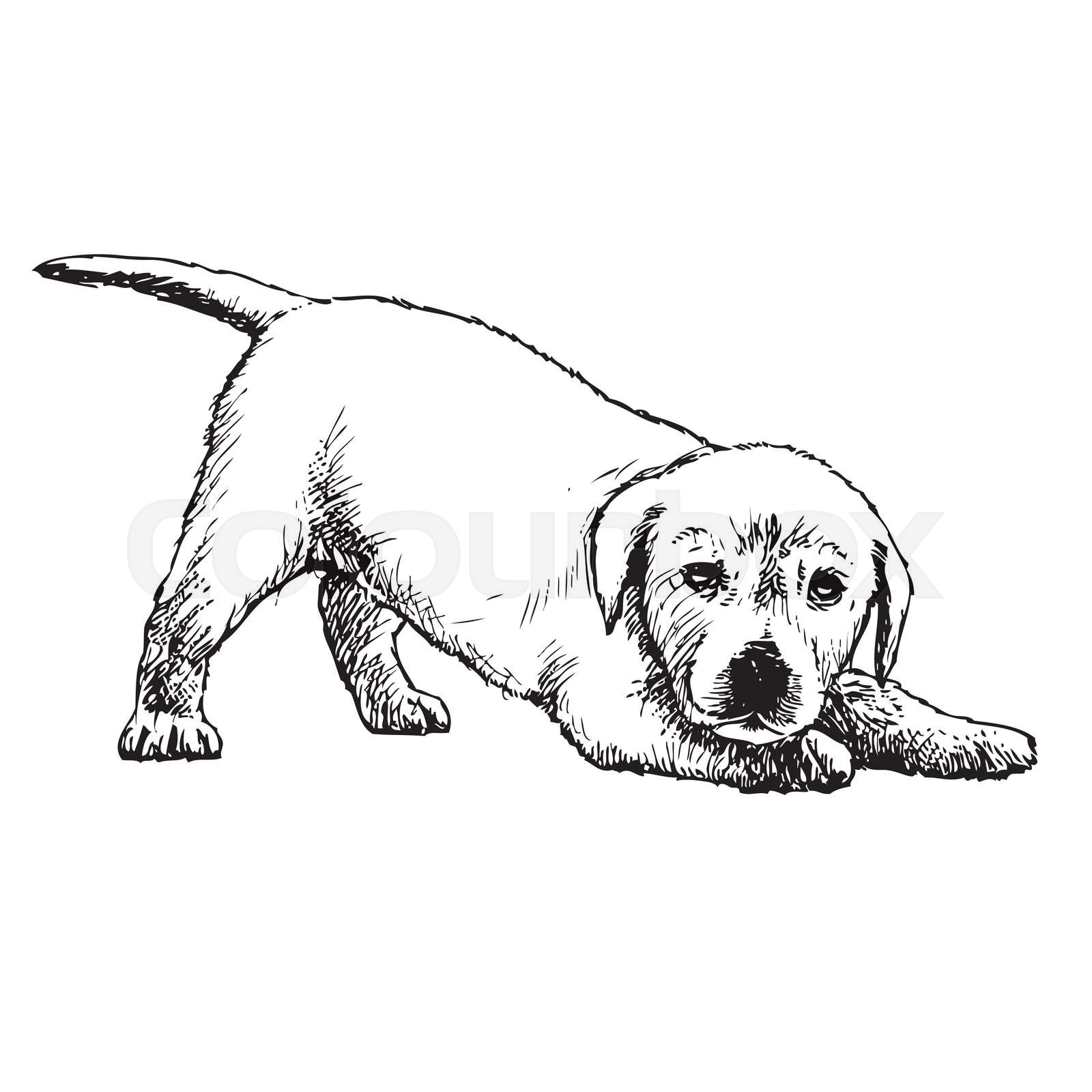 hund, skizzenhaft, labrador | Stock-Vektor | Colourbox