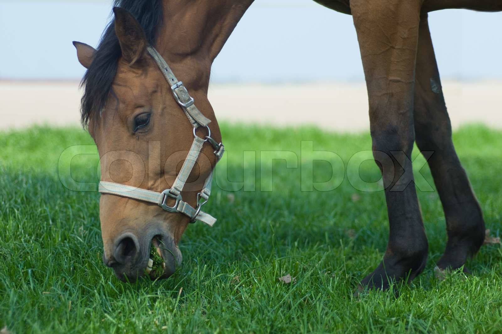 Horse biting in grass | Stock image | Colourbox