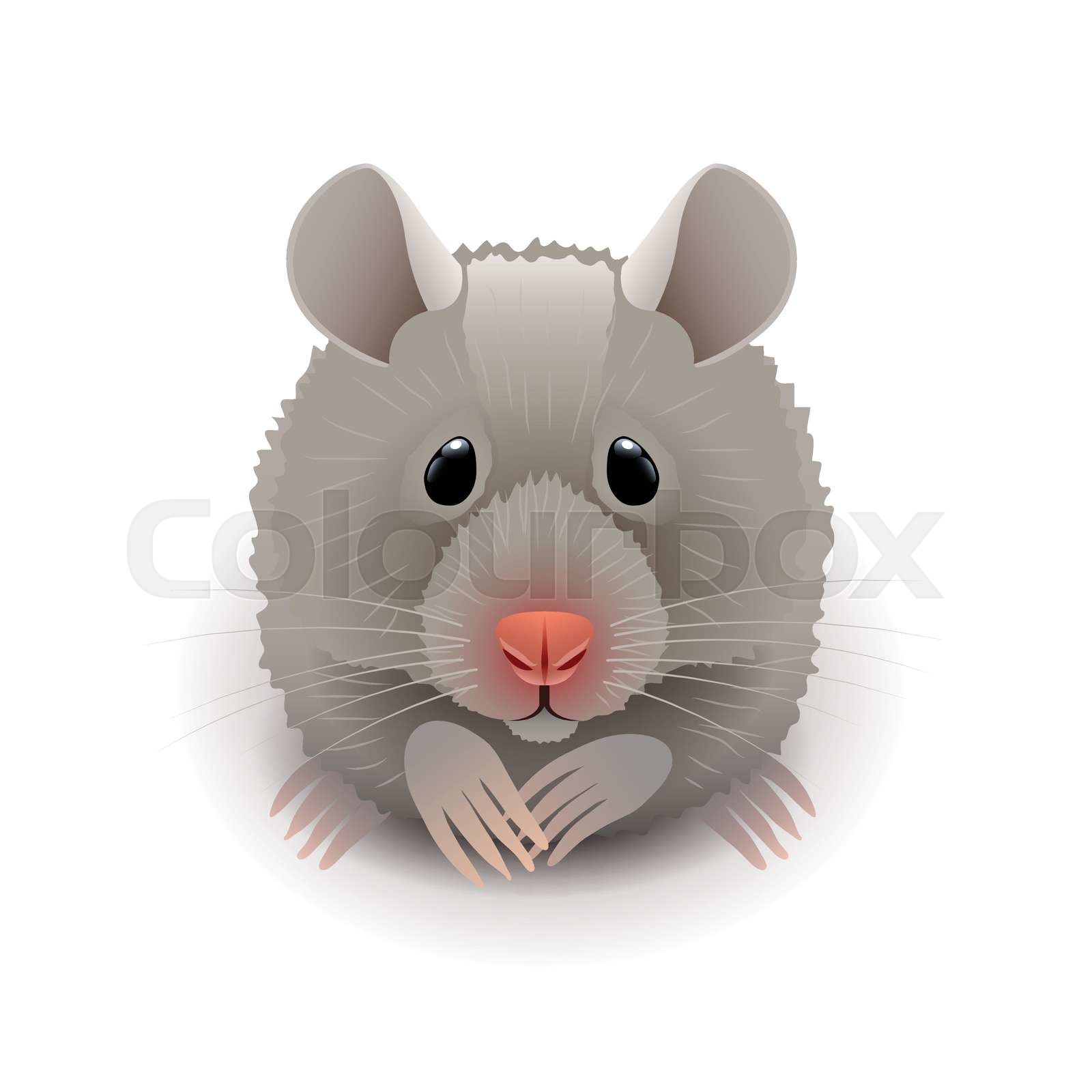Hamster isolated on white vector | Stock vector | Colourbox