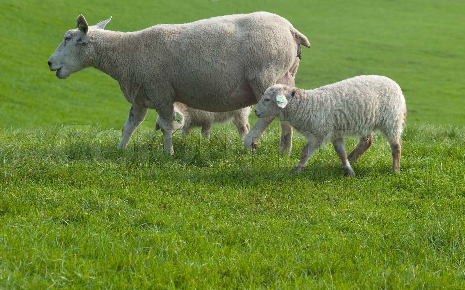 Bleating sheep and two lambs | Stock image | Colourbox