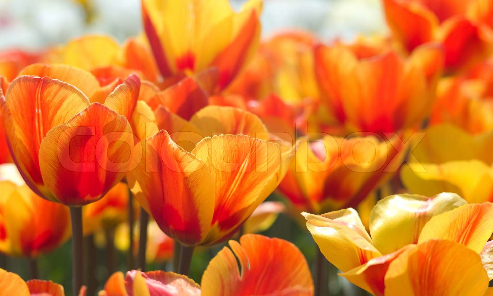Yellow Orange tulips | Stock image | Colourbox