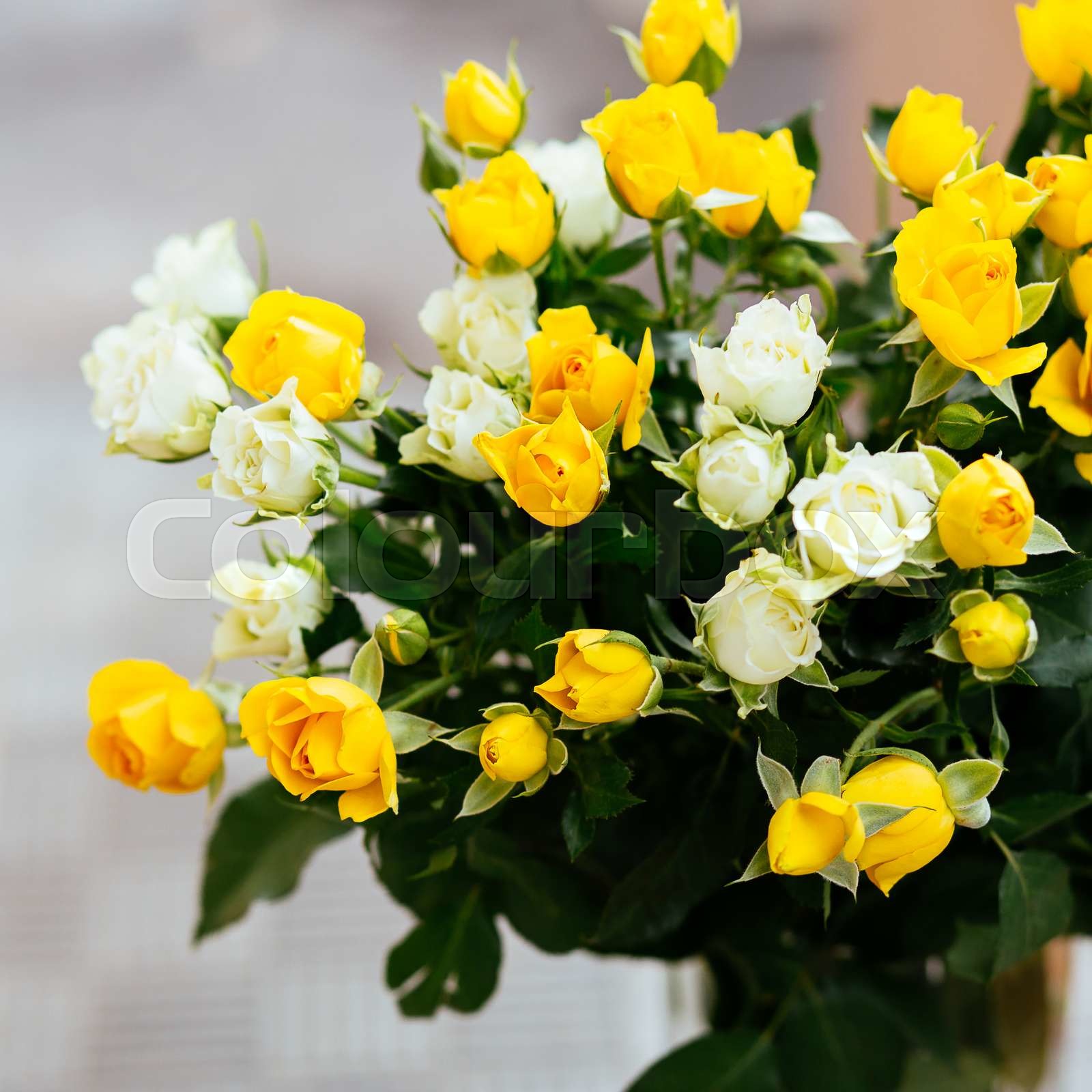 Soft color Roses Background | Stock image | Colourbox