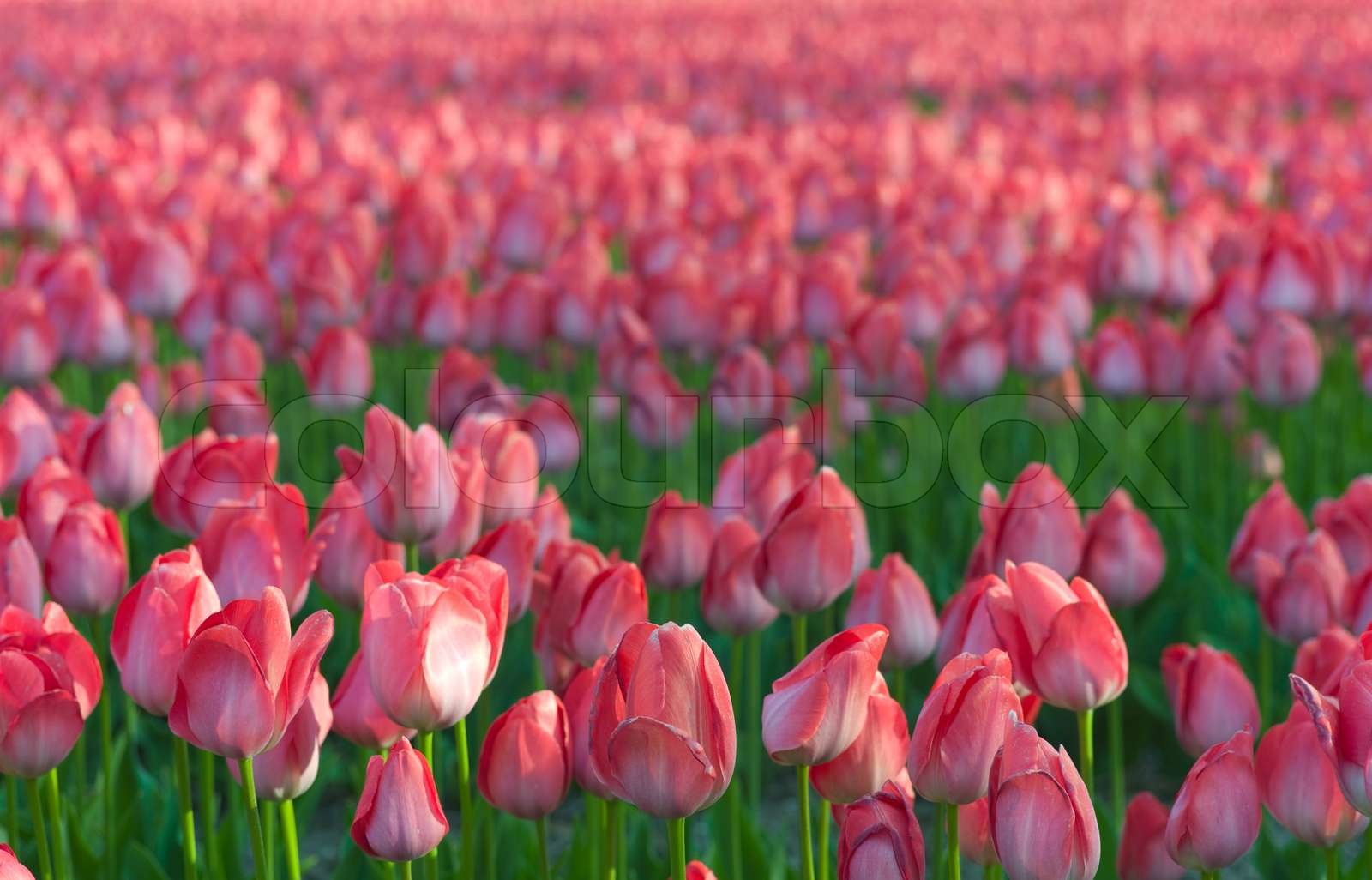 Field mit rosa weißen Tulpen | Stock Bild | Colourbox