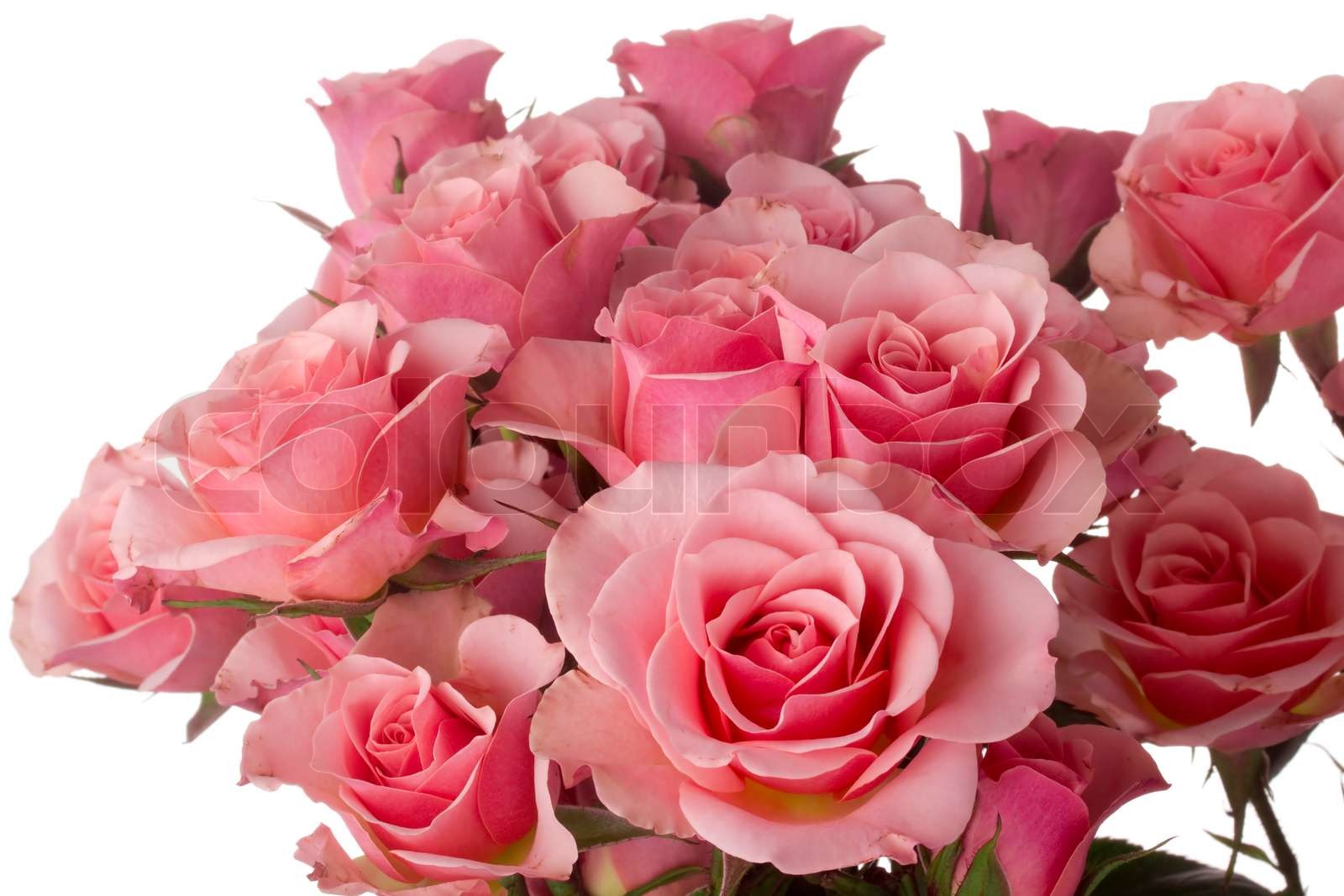 Close-up von rosa Rosen auf einem weißen Hintergrund . | Stock Bild ...