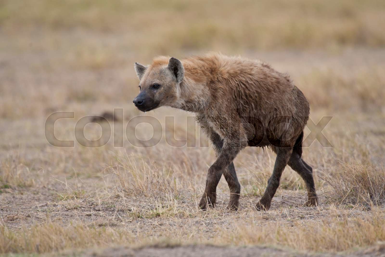 Hyena walking in the Savannah | Stock image | Colourbox