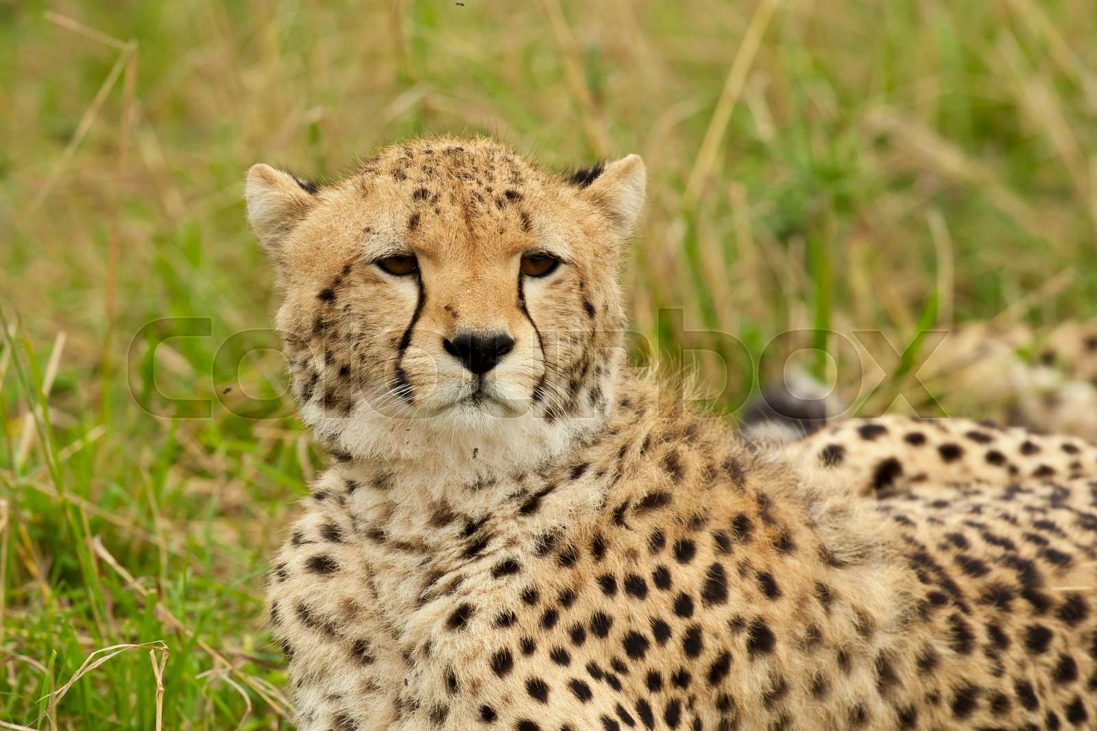 Cheetah in the Savannah | Stock image | Colourbox