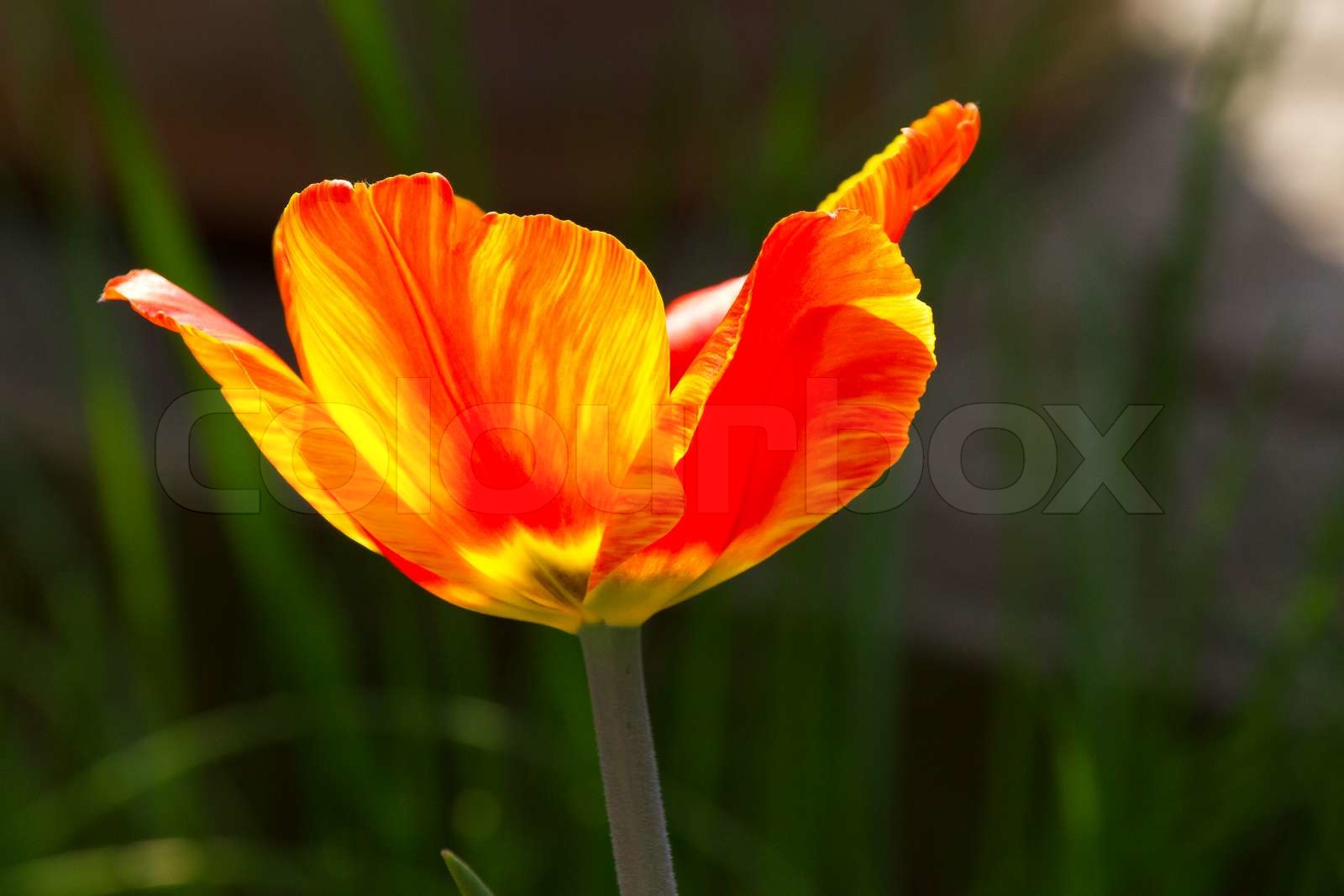 Tulip in the sun | Stock image | Colourbox