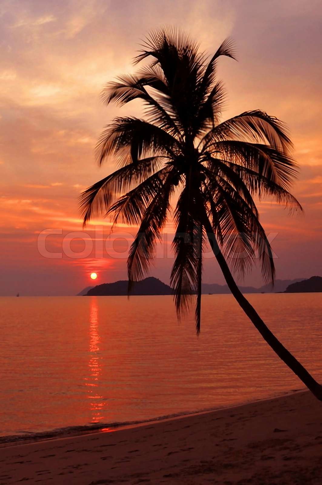 Sunset med palmer og longtail både på tropisk strand. | Stock foto ...
