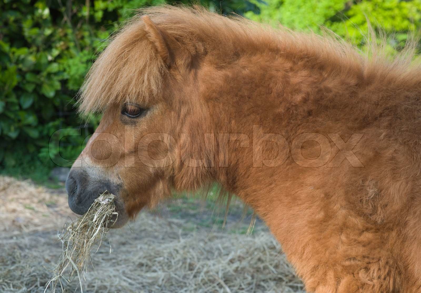 Shetland pony eating hay | Stock image | Colourbox