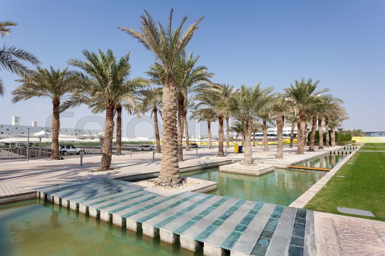 Palm trees at the Campus in Doha, Qatar | Stock image | Colourbox