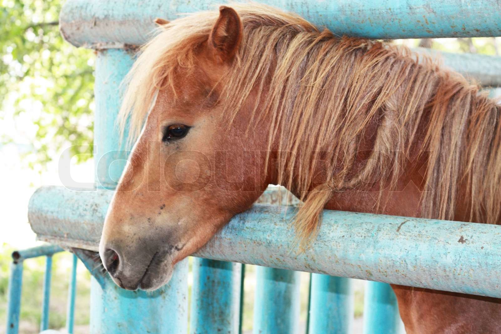 Rote Pferd | Stock Bild | Colourbox