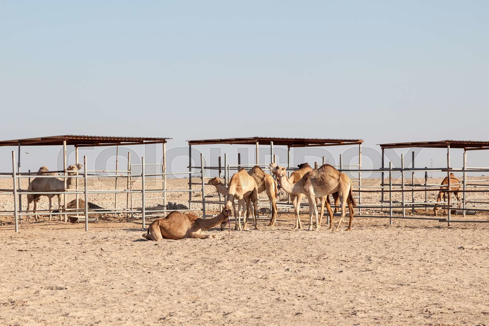 Camel farm in Qatar | Stock image | Colourbox