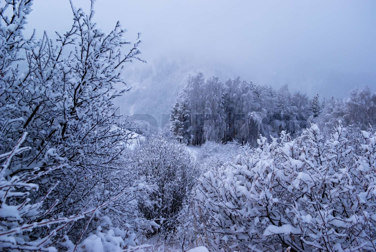 Nebel im Winter-Bergwald | Stock Bild | Colourbox