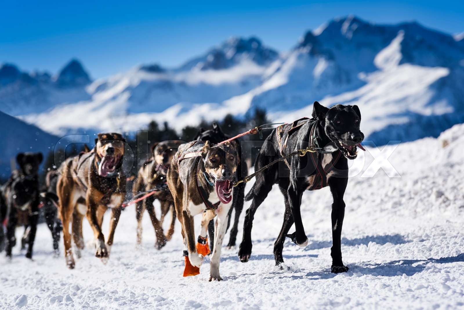 Sledge dogs in speed racing | Stock image | Colourbox