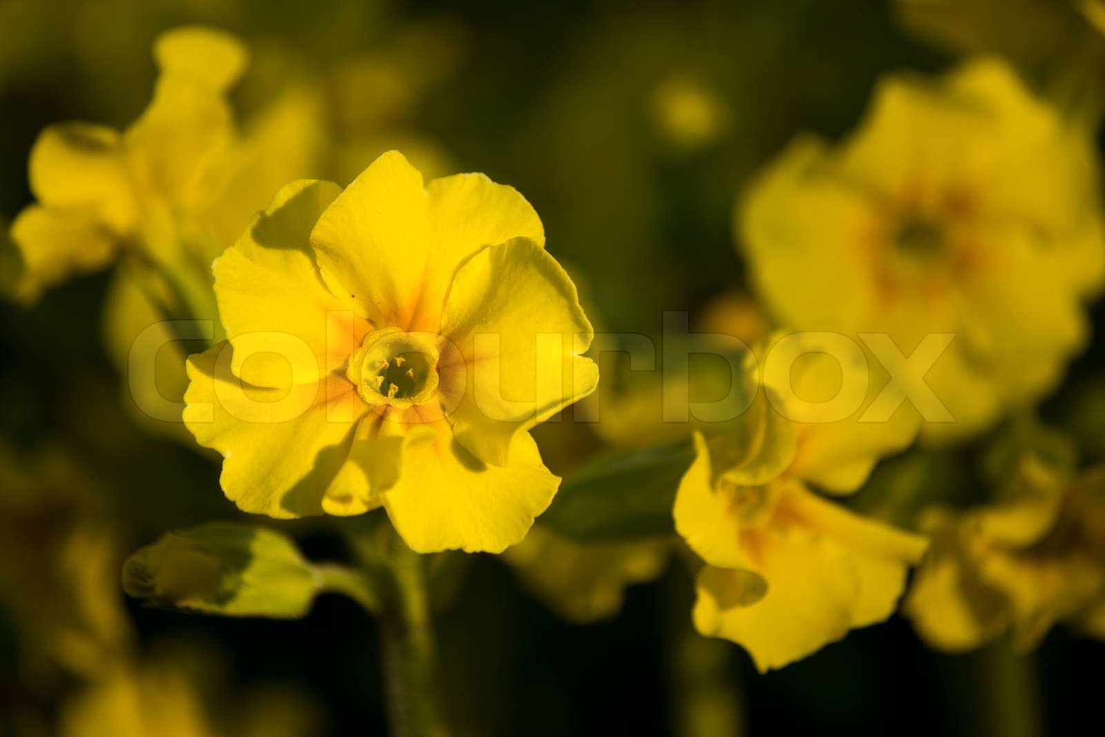 Gelbe Blumen Nahaufnahme | Stock Bild | Colourbox