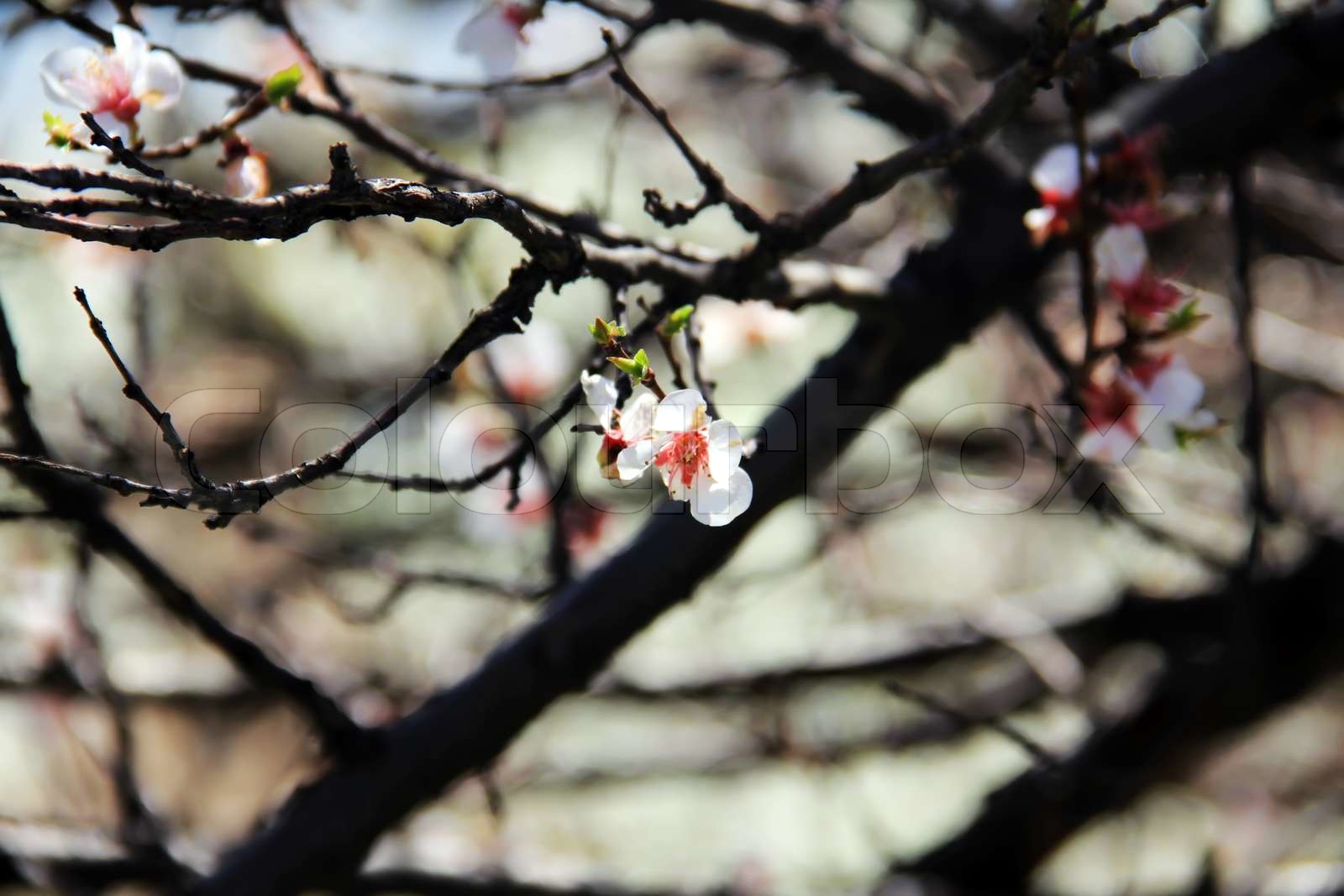 cherry white spring april blossom, tree branches | Stock image | Colourbox
