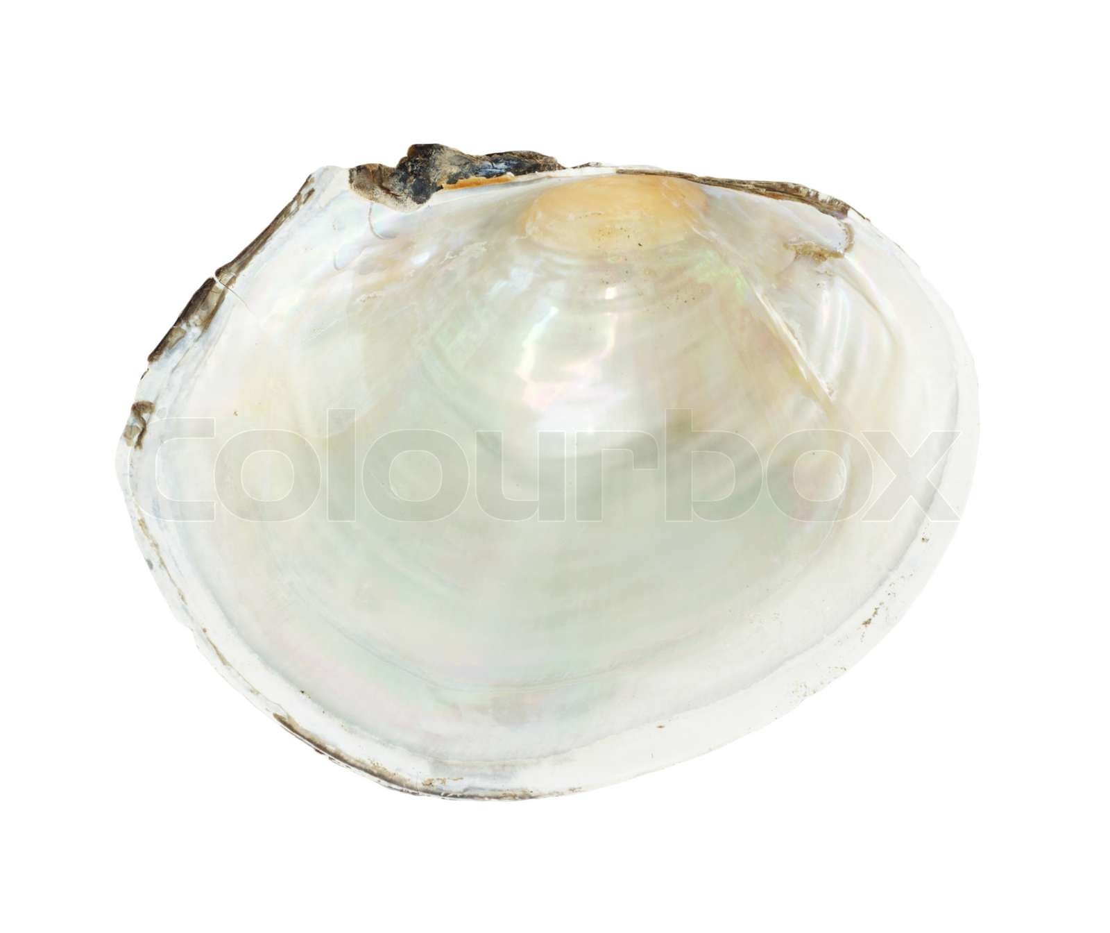 River Shell | Stock image | Colourbox