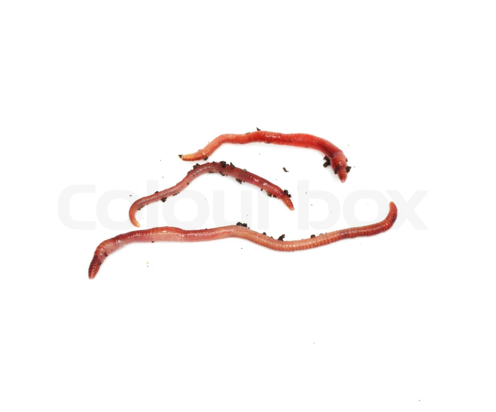 red worms | Stock image | Colourbox