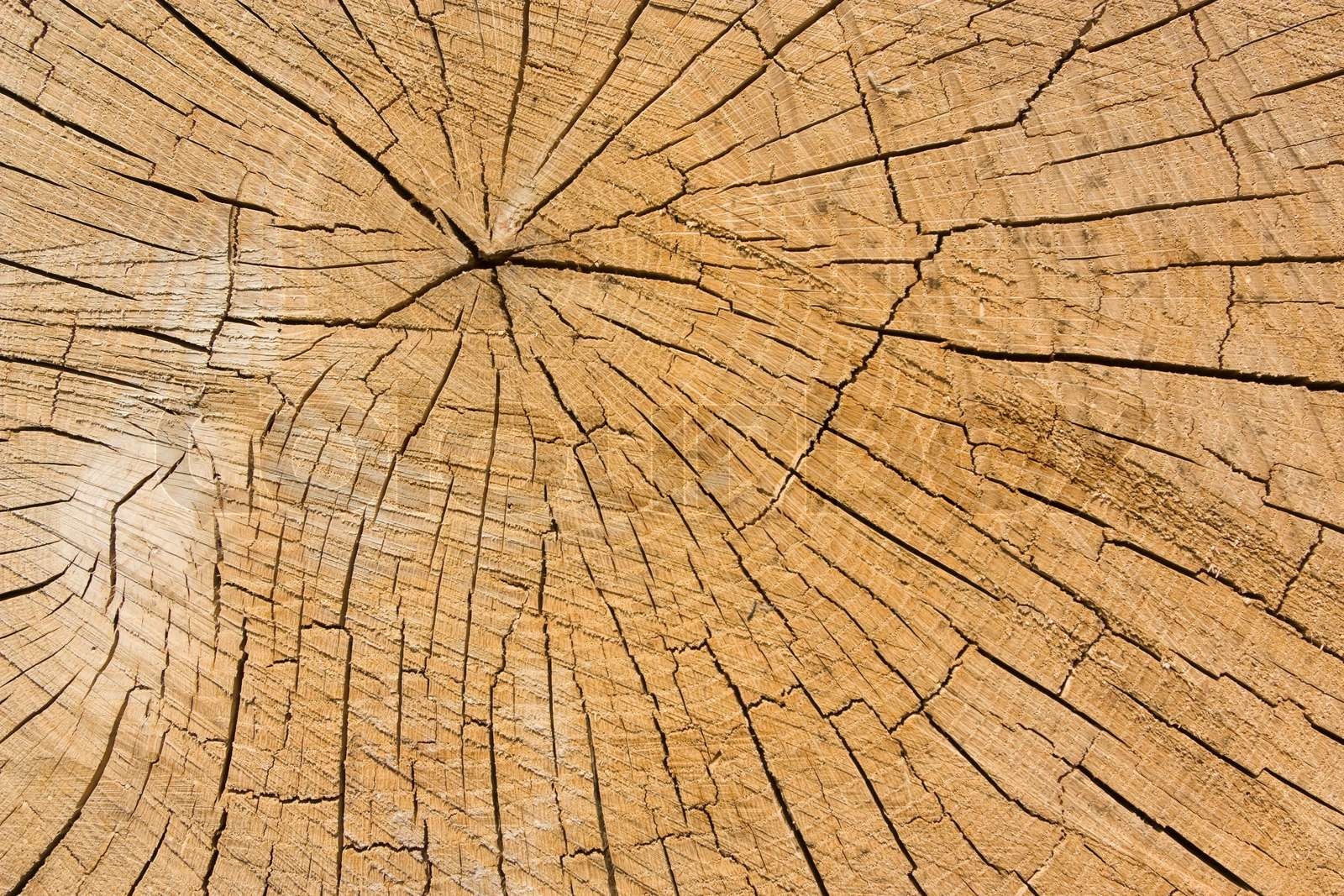 The cut of tree in the background | Stock image | Colourbox