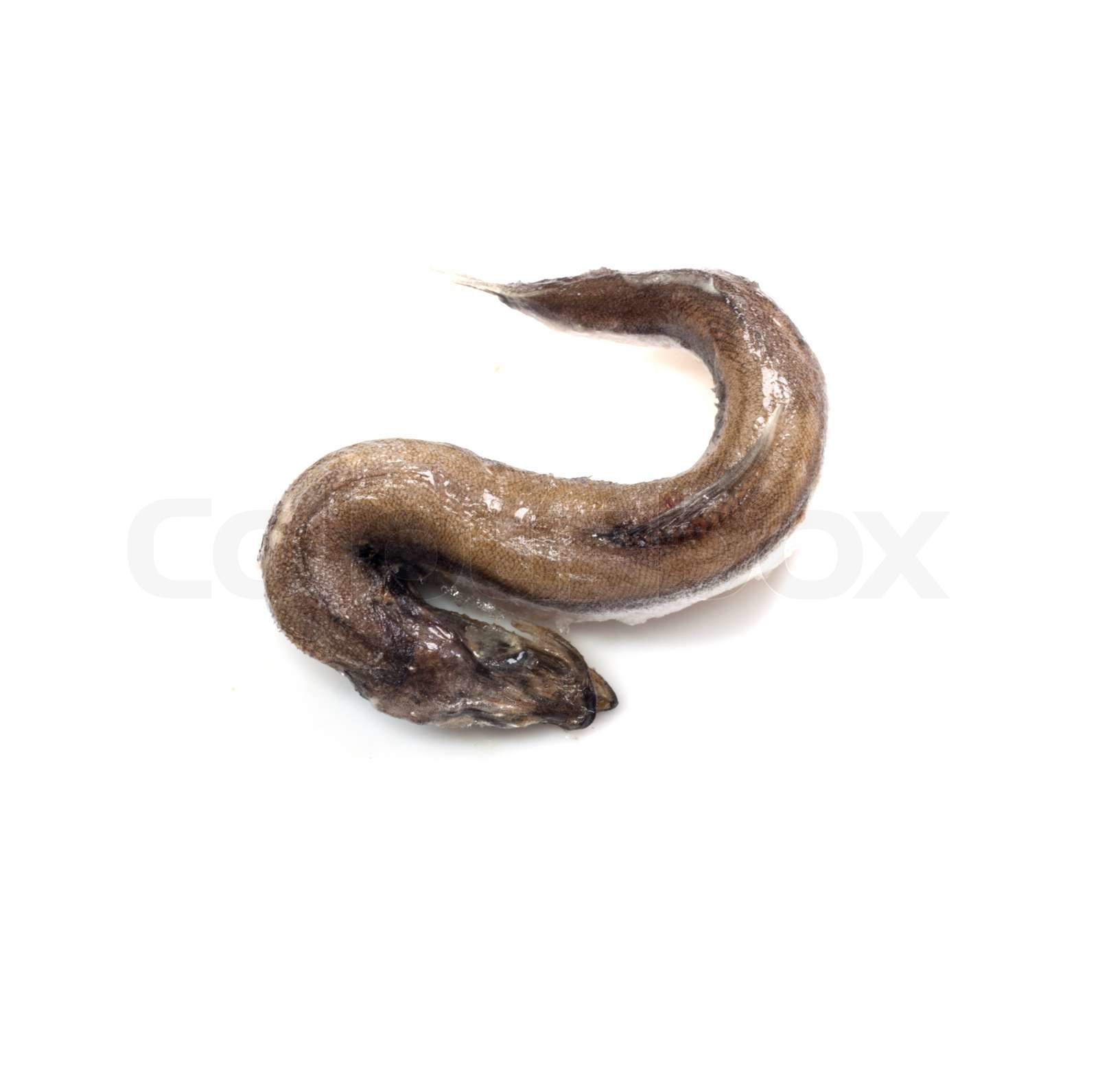 Lodde Fisch auf den weißen Hintergrund | Stock Bild | Colourbox