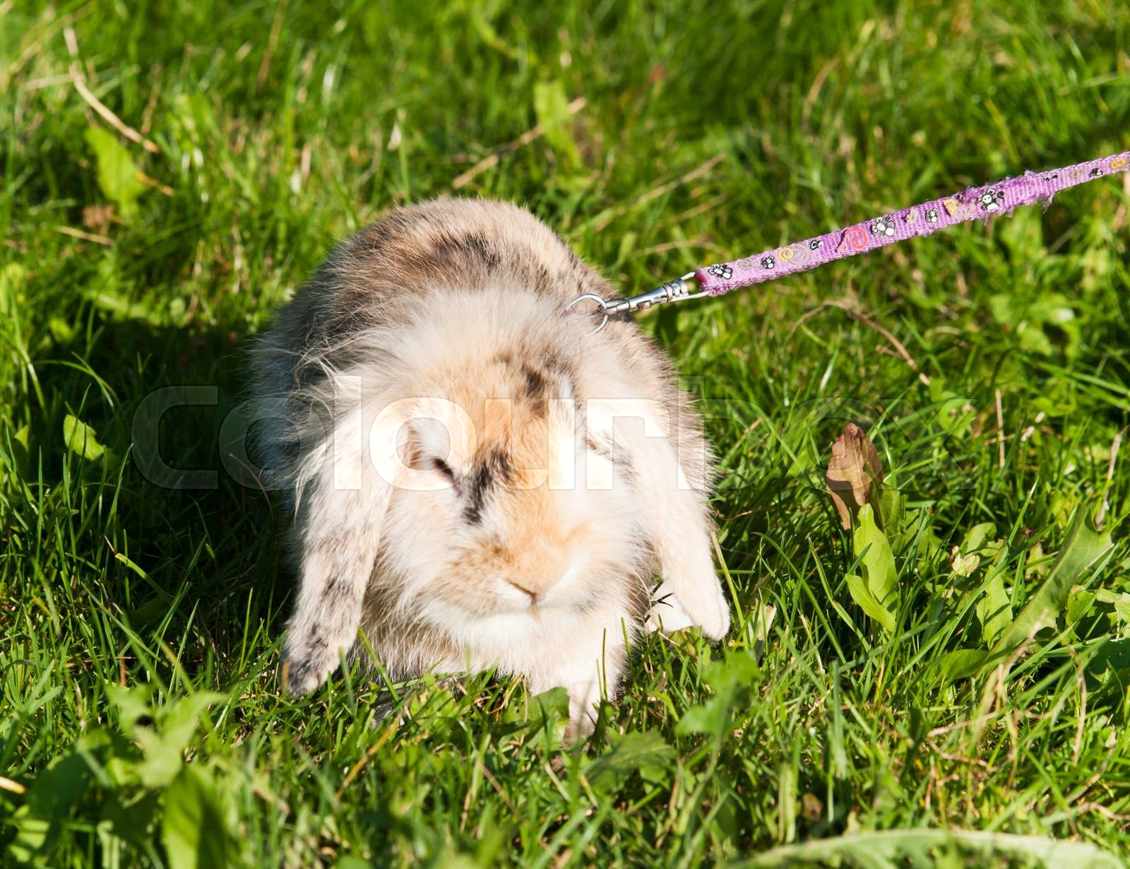 Pet rabbit on leash | Stock image | Colourbox