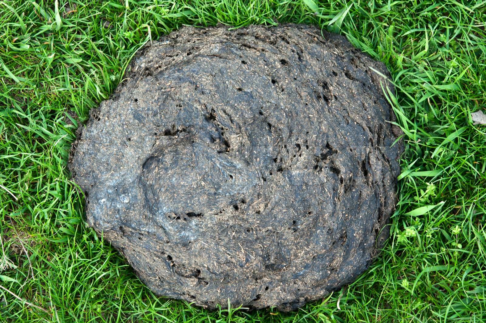 cow feces on the grass | Stock image | Colourbox