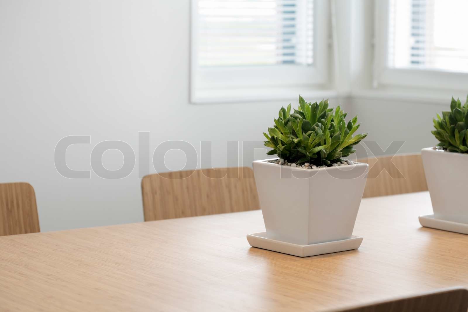 Modern dining room with a plant on the table | Stock image | Colourbox