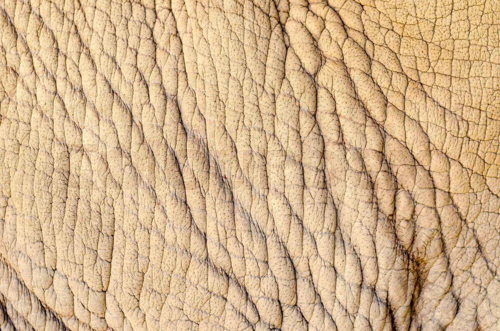 Rhino (white rhinoceros) skin texture | Stock image | Colourbox