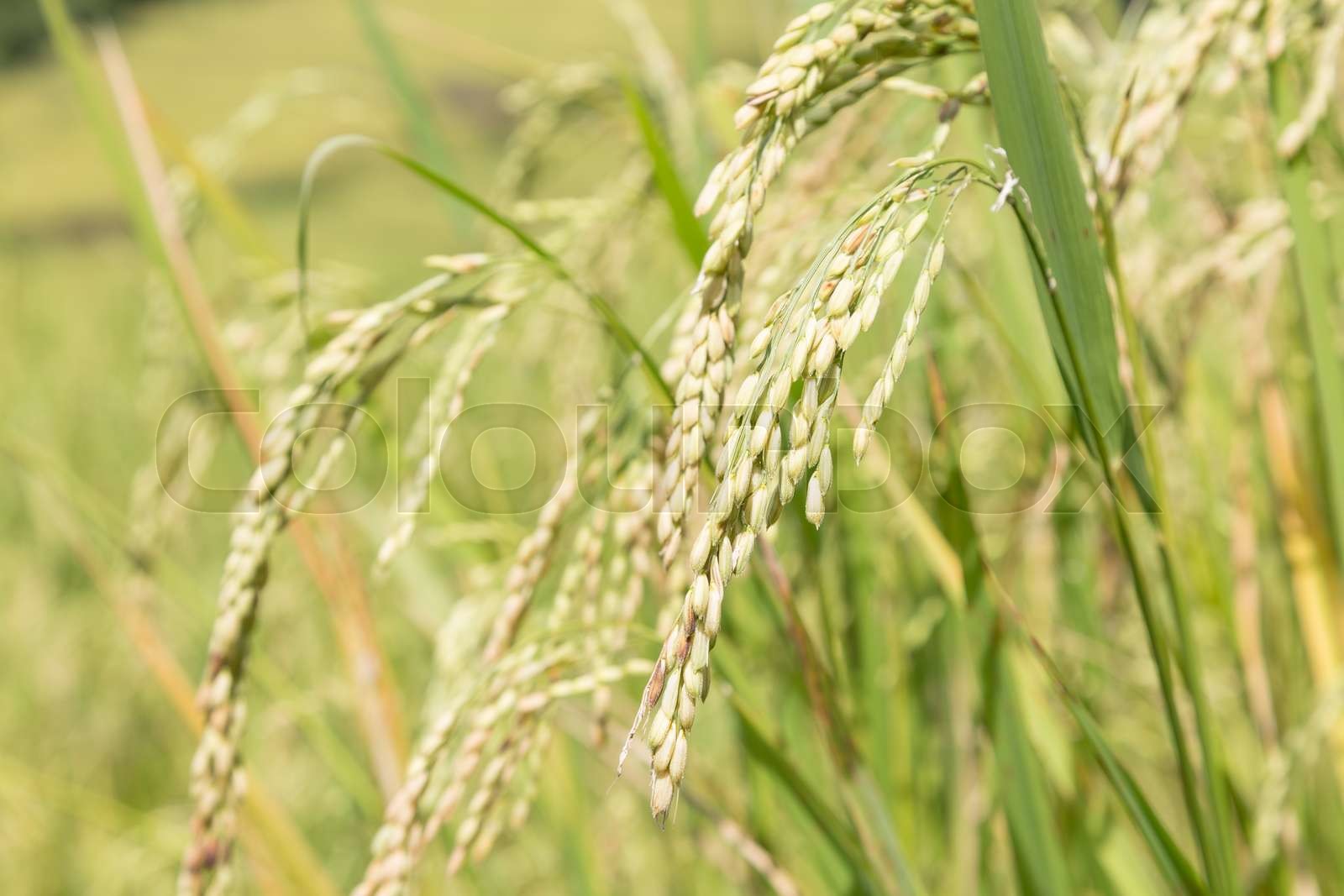ears of rice | Stock image | Colourbox